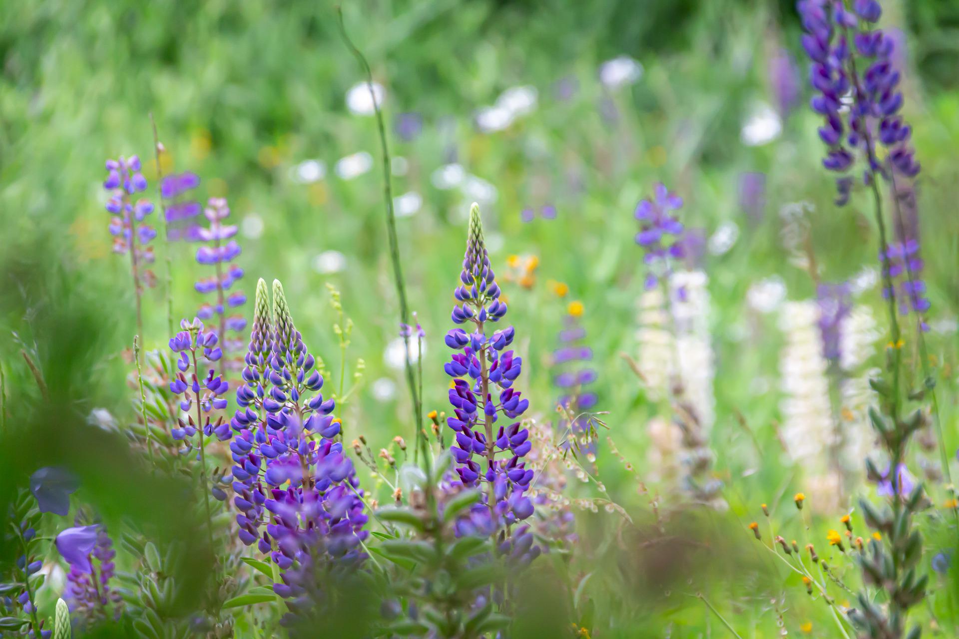 Lupinensamen - Lupinensaat günstig auf samen.de
