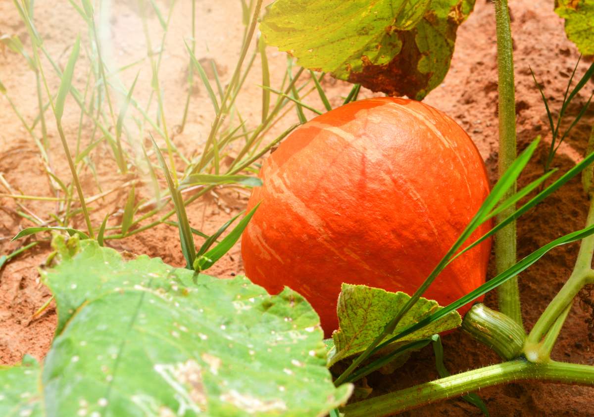 Hokkaido Kurbis Anbau
