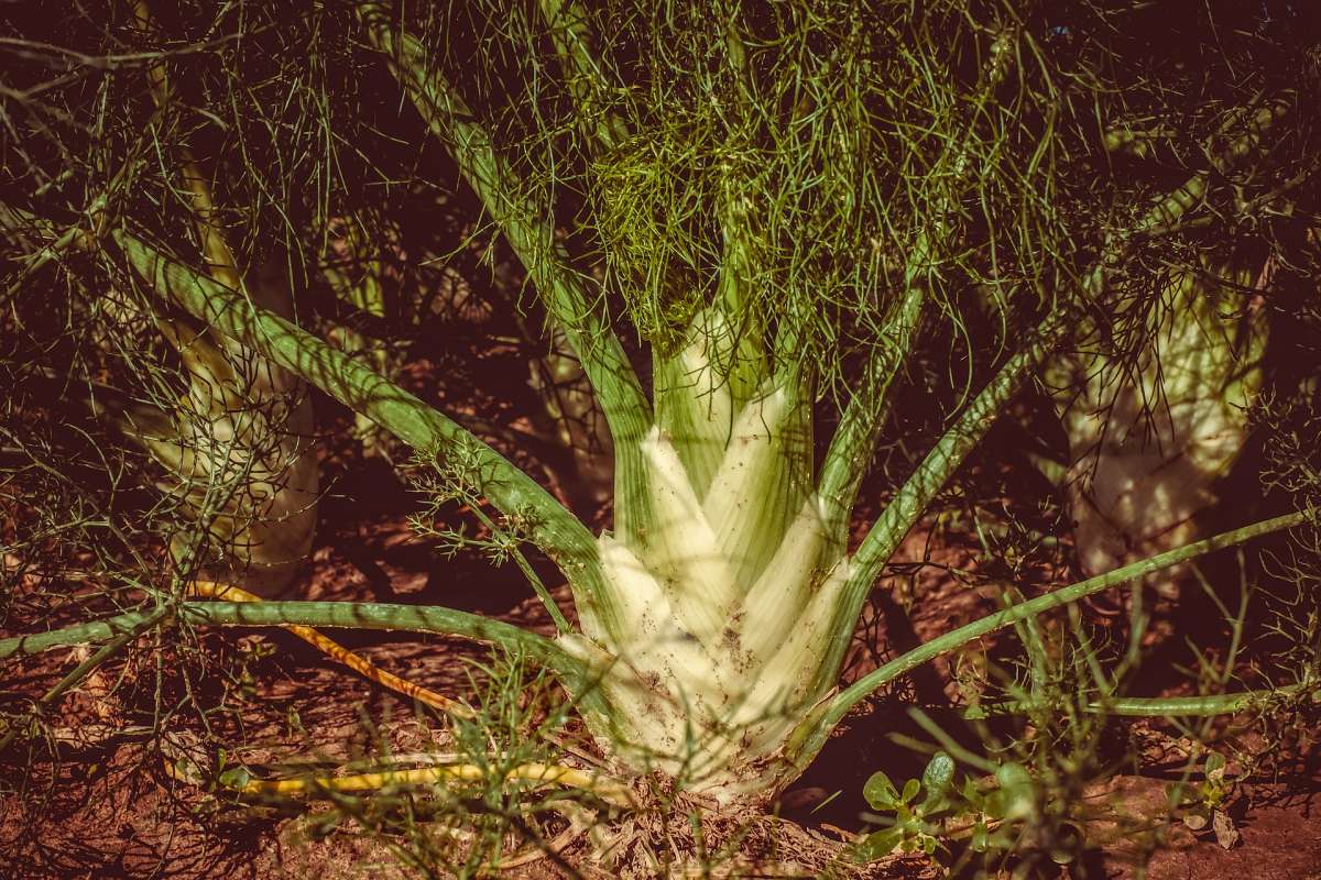 Fenchel erfolgreich anbauen: Umfassender Leitfaden | Samen.de