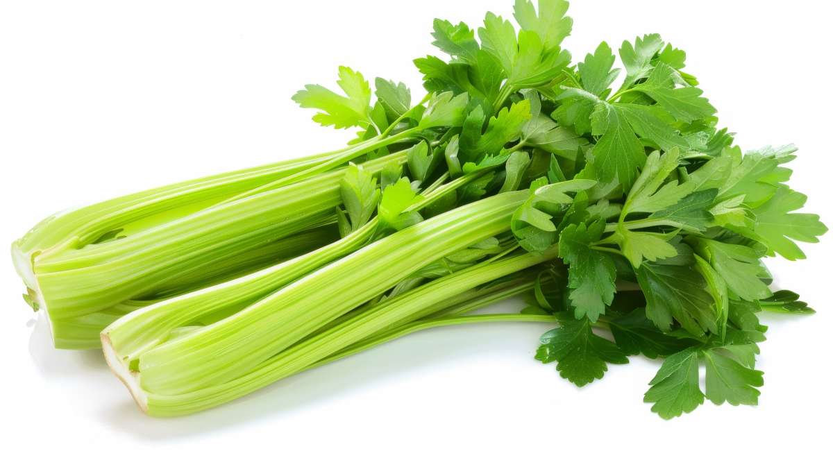 Schritt-für-Schritt-Anleitung: Stangensellerie im Garten anbauen | Samen.de