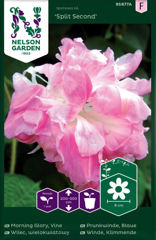 Nelson Garden Prunkwinde 'Split Second' - Rosa Blütenpracht