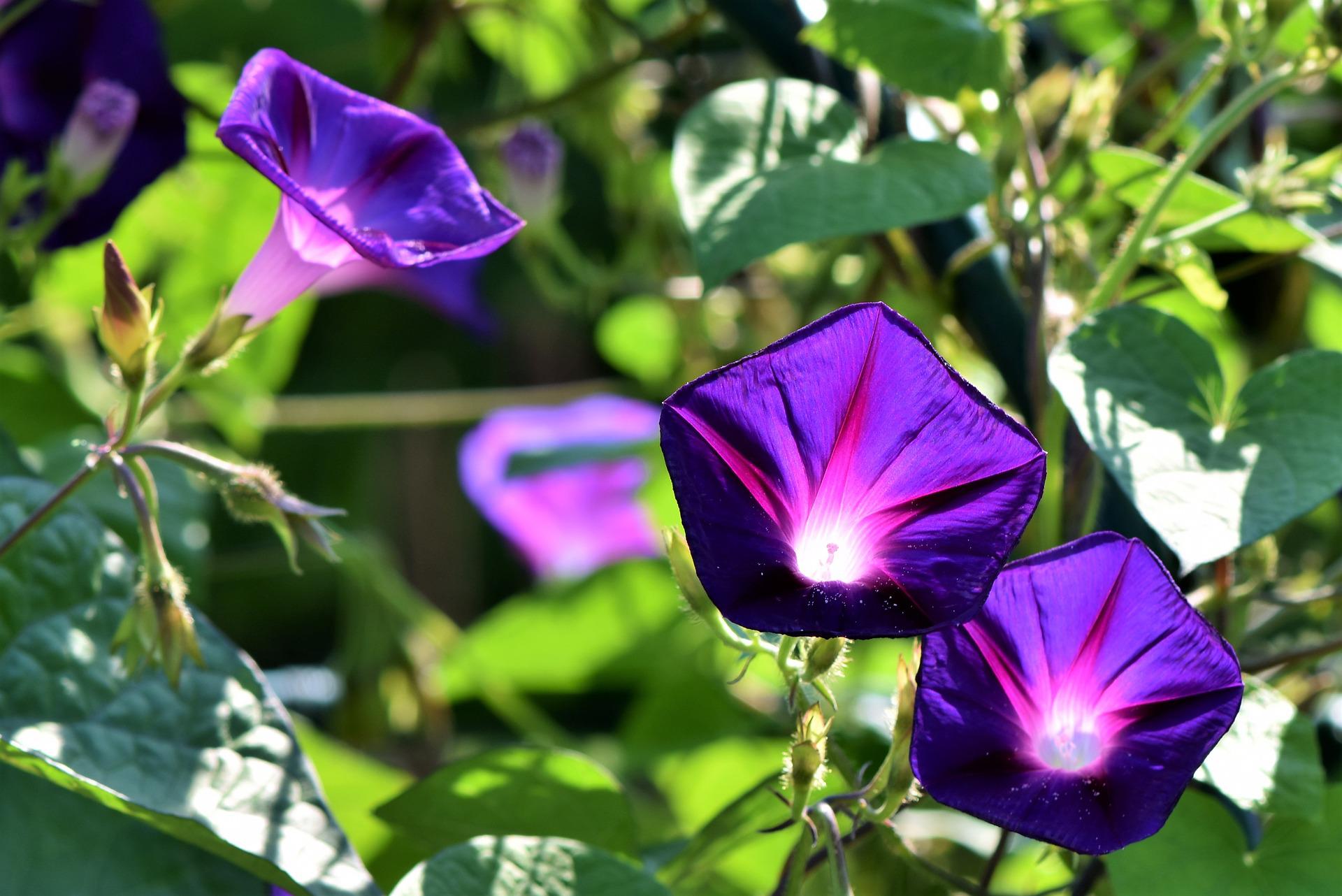 Windensamen: Blumensamen günstig auf samen.de