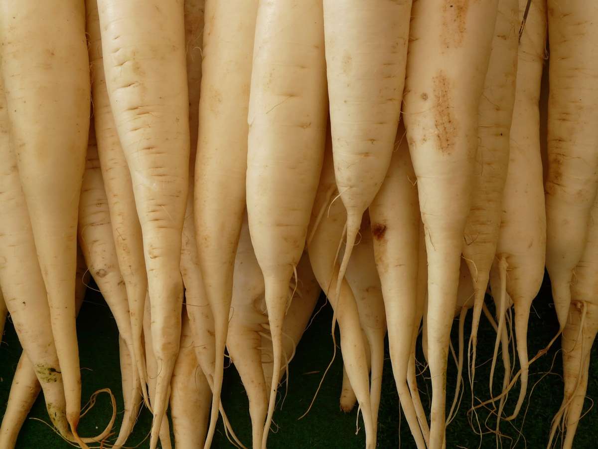 Rettich lagern: Tipps für lange Frische | Samen.de