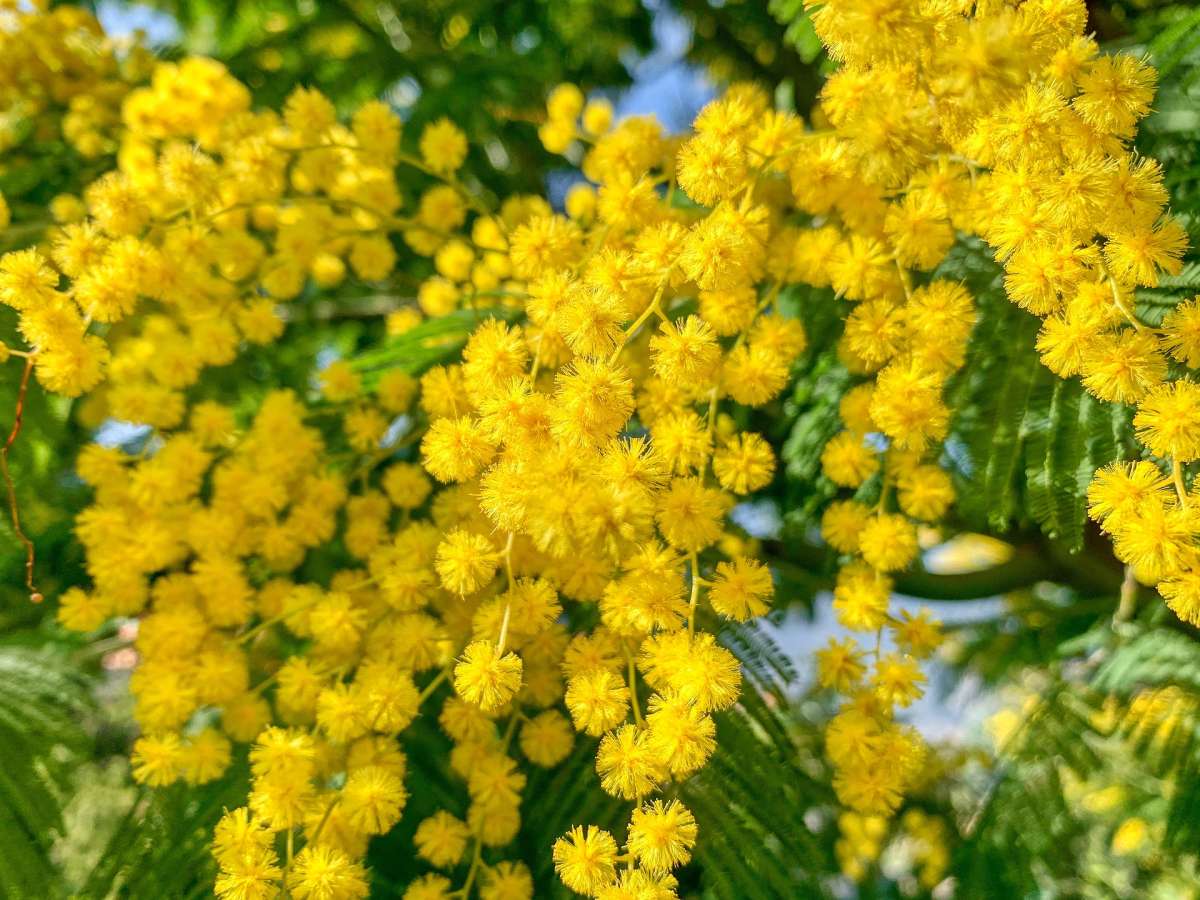 Erstaunlich Pflege Einer Mimose Ebenbild