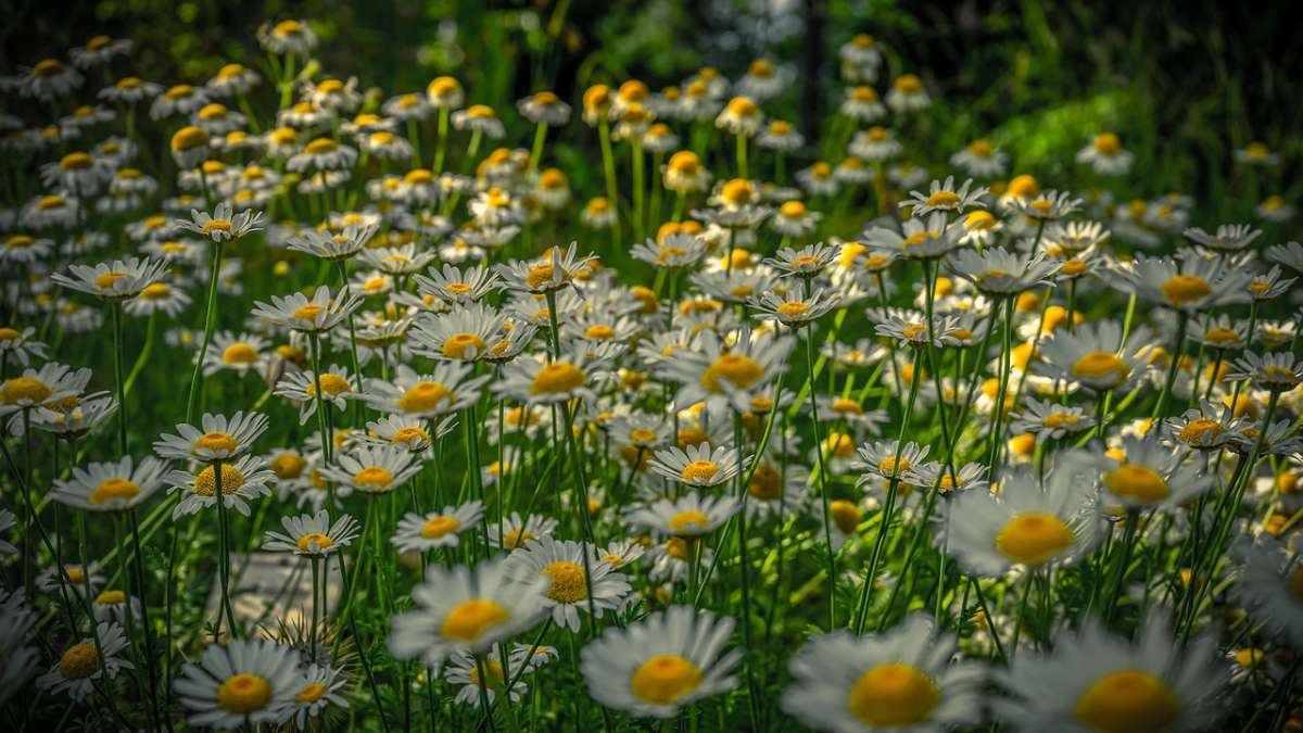 Margeritensamen richtig aussäen: So gelingt die prächtige Blüte | Samen.de
