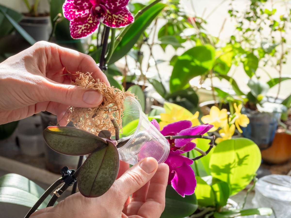 Orchideen düngen: Zeitpunkt und Methode | Samen.de